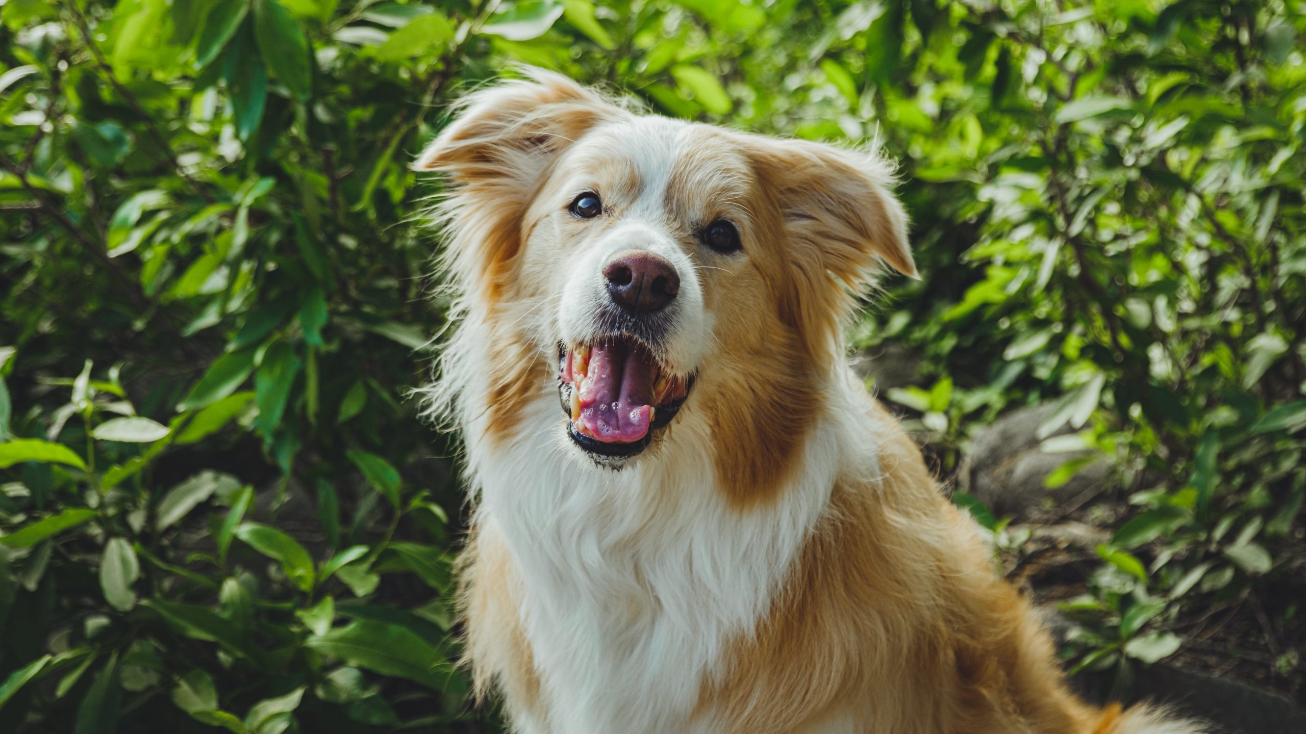 Top 5 intelligentesten Hunderassen: Die Genies unter den Hunden - PawPedia