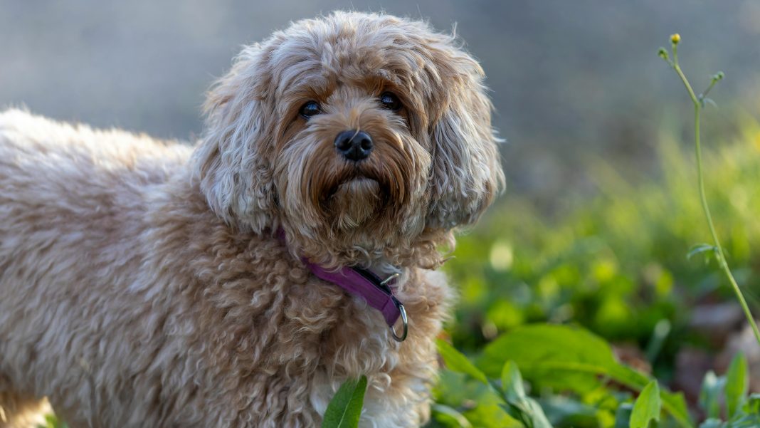 Cavapoo: Den komplette guide - PawPedia