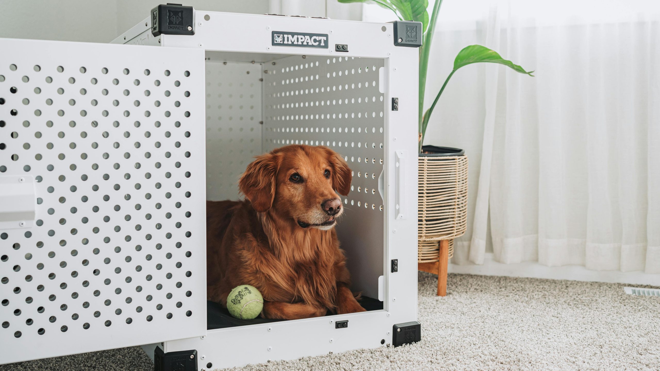 The Importance of Crate Training: Creating a Safe Space for Your Dog ...