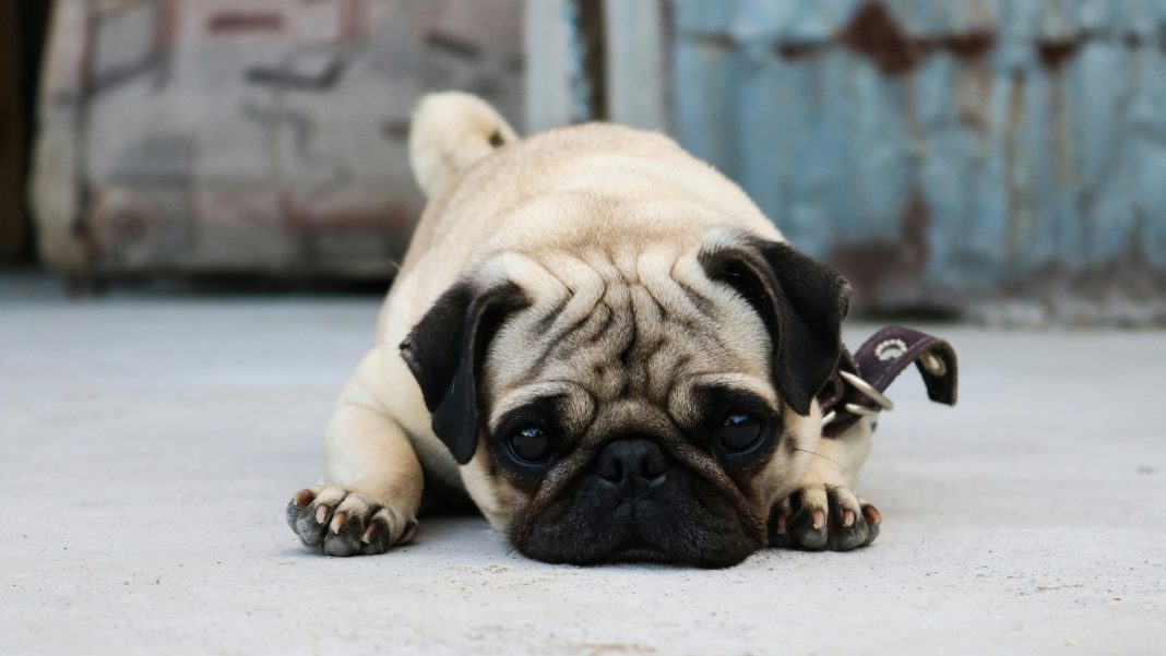 Pug: The Complete Guide - PawPedia